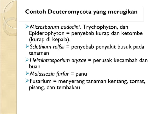 Ppt jamur | PPT