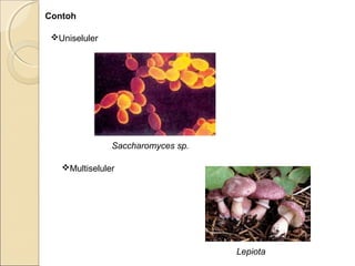 Ppt jamur | PPT