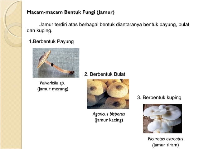 Ppt jamur | PPT
