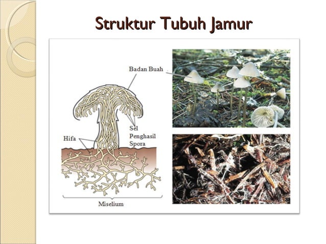 Ppt jamur | PPT