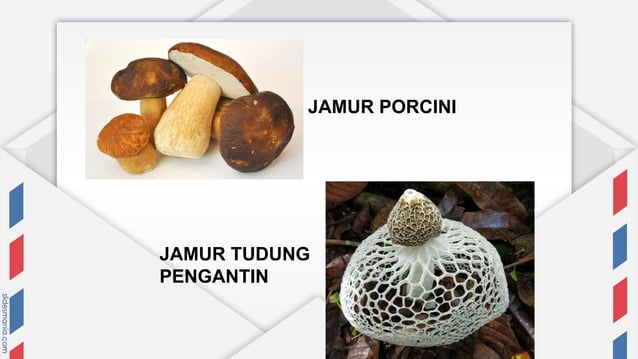 PPT jamur kupingggg jamurrr tiraamm.pptx