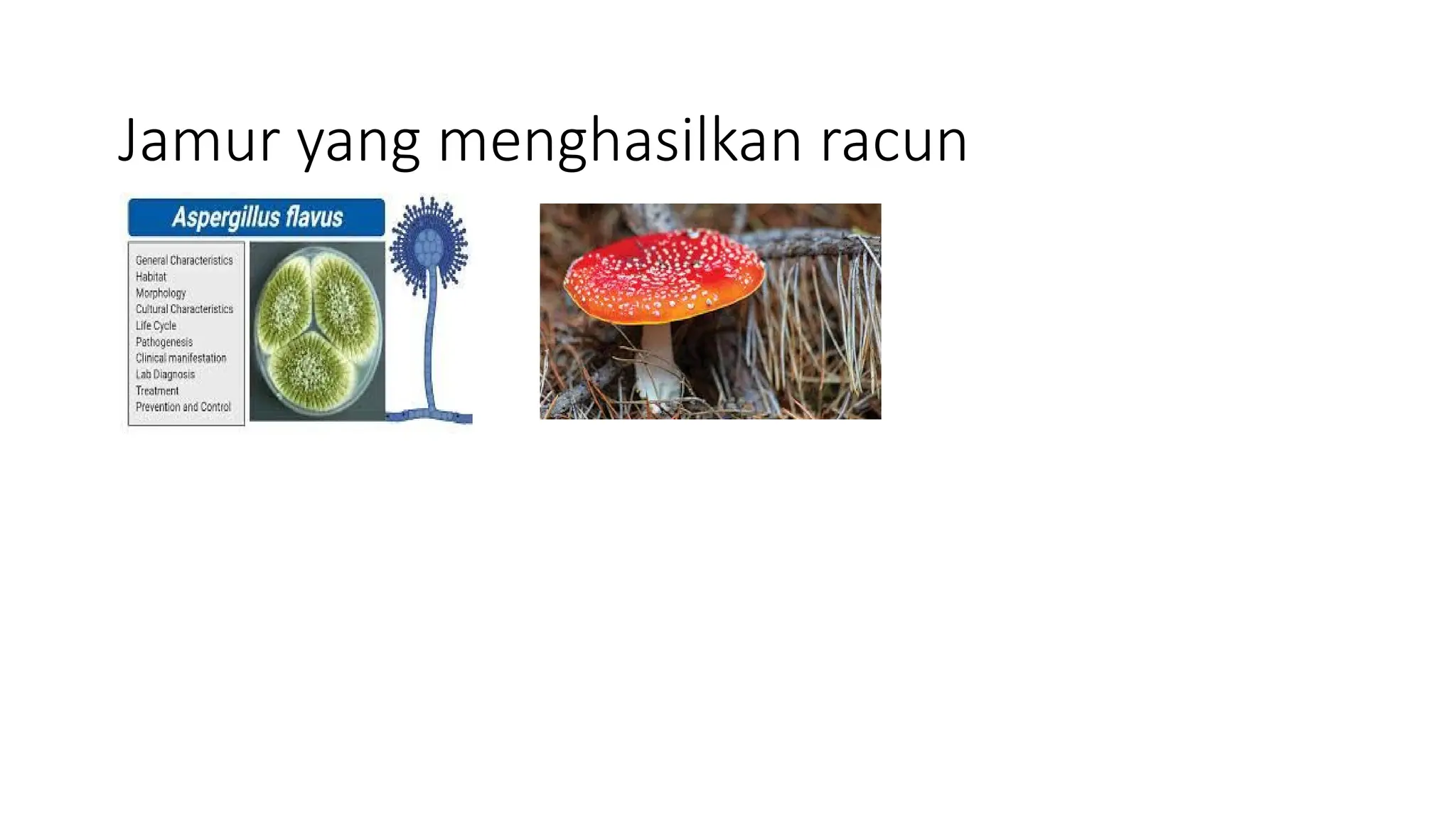 ppt jamur presentasi pendidddddddddddikan.pptx