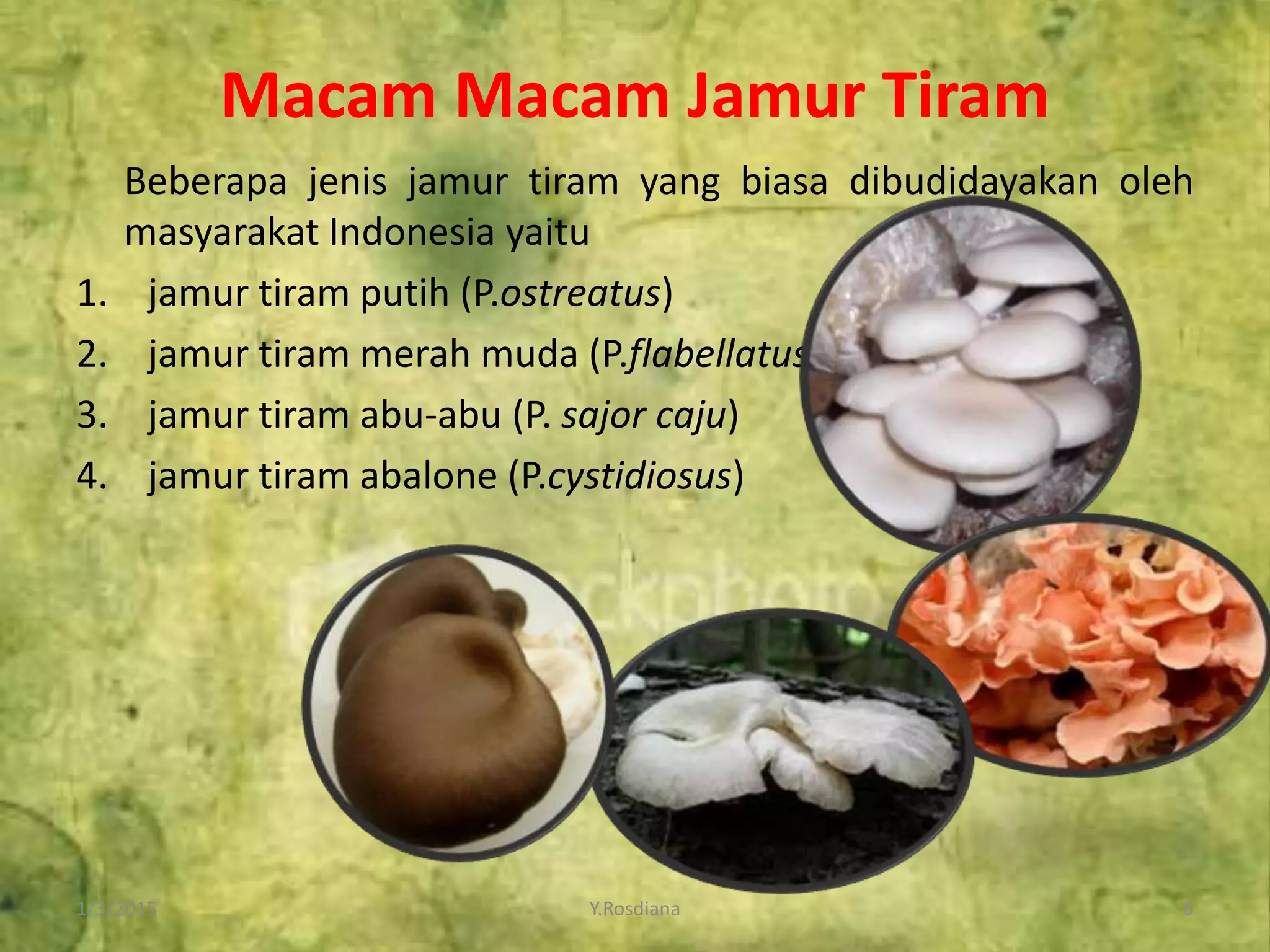 Laporan Praktikum Budidaya Jamur Tiram | PPTX