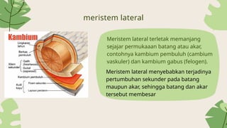 ppt jaringan yang menjelaskan jaringan pada tumbuhan | PPTX