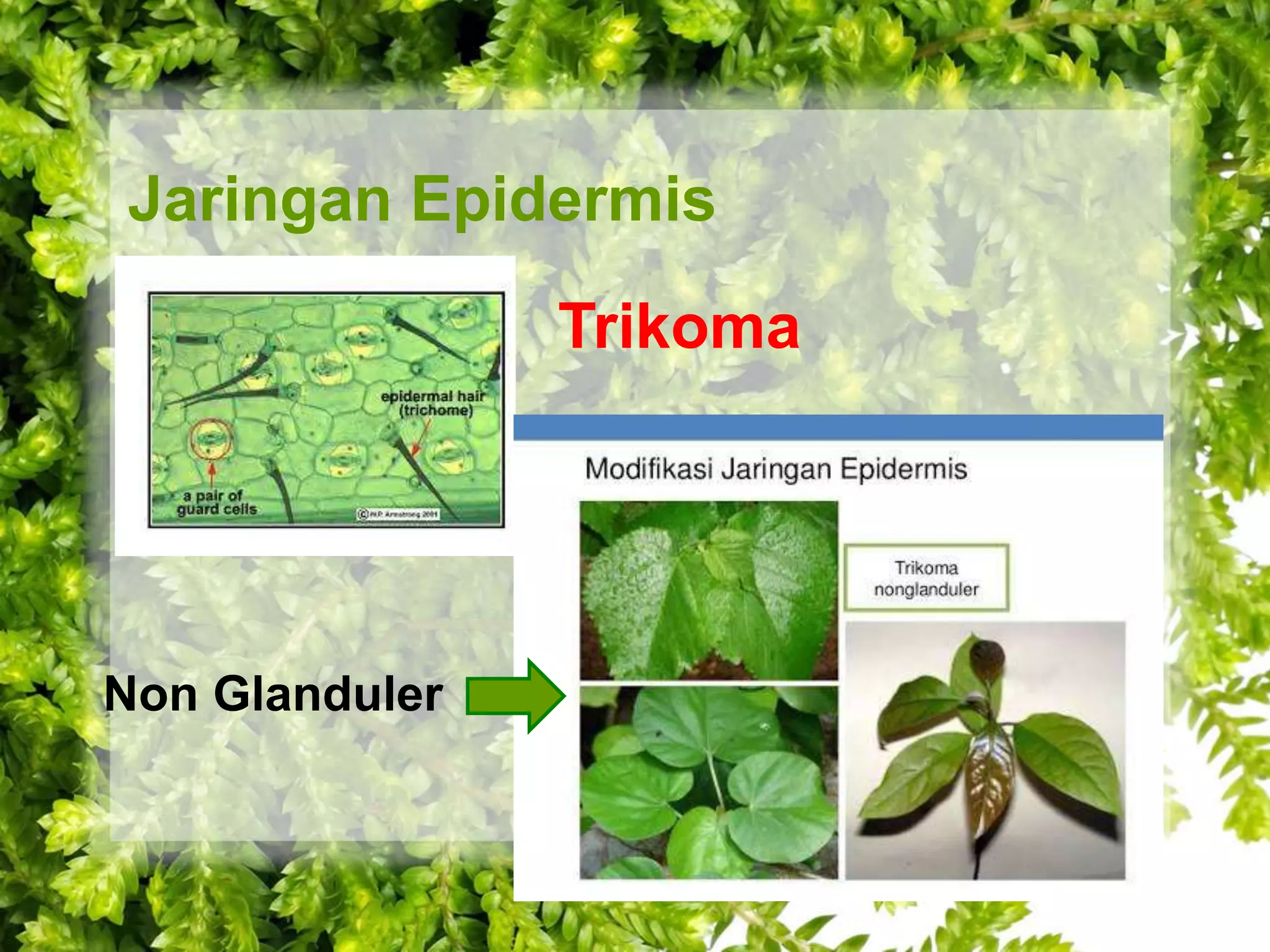 PPT_jaringan_dan_organ_ppt.ppt