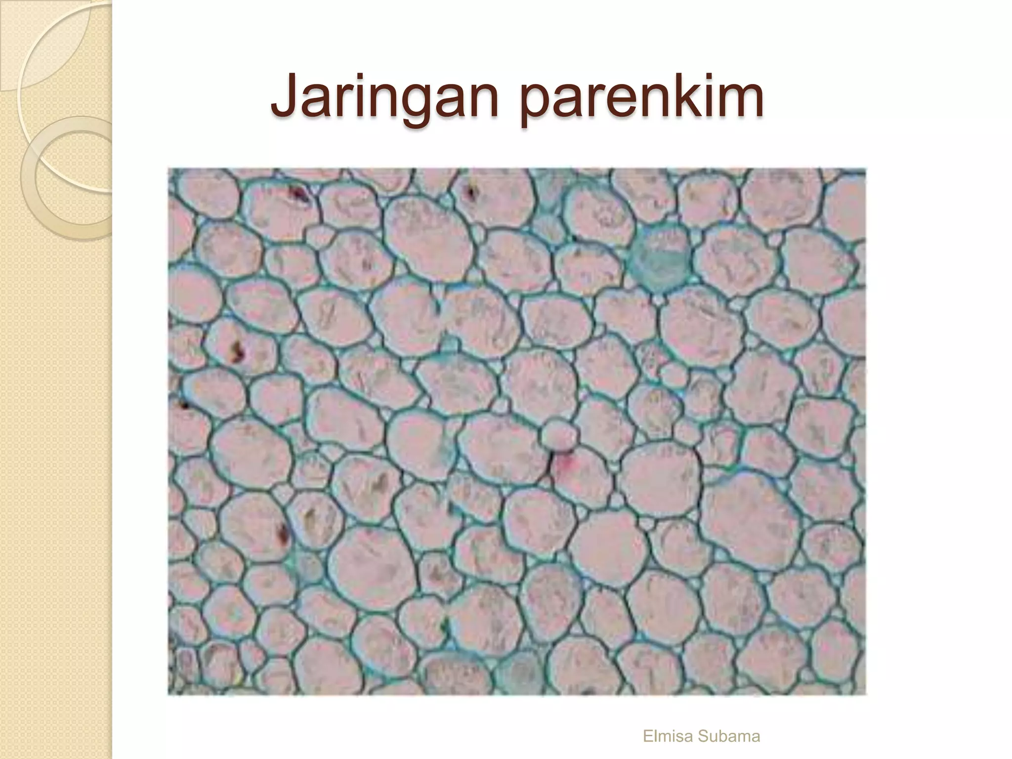 Ppt jaringan parenkim copy | PPTX