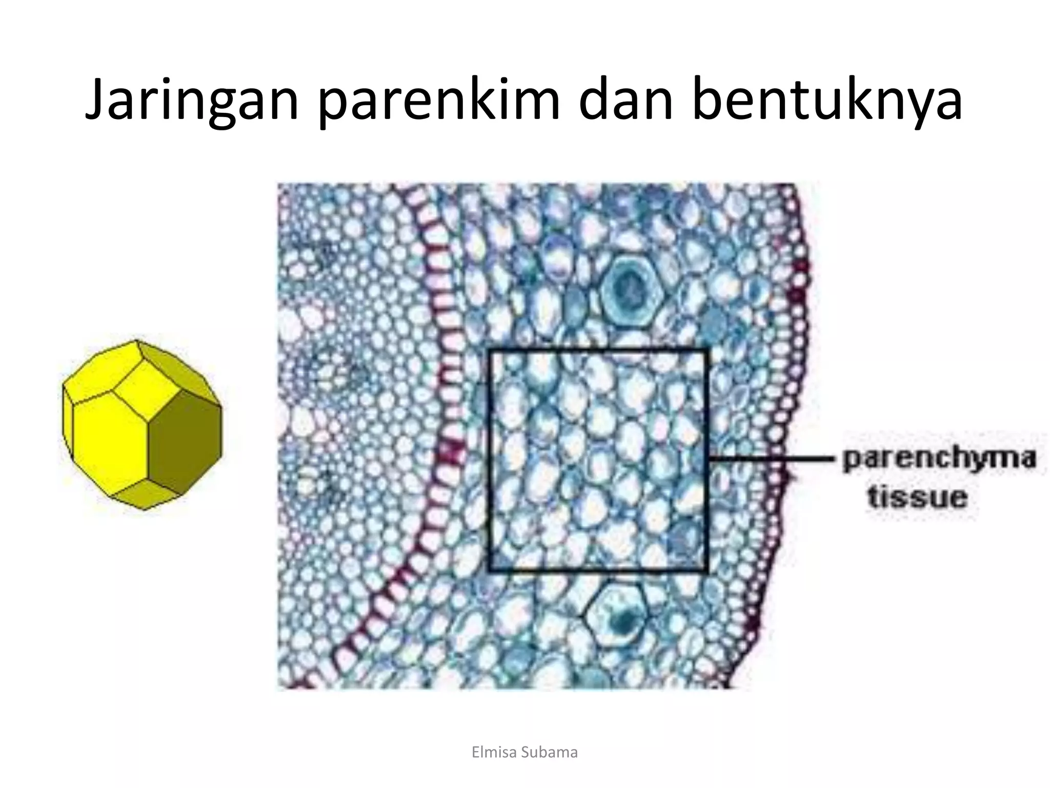 Ppt jaringan parenkim copy | PPTX
