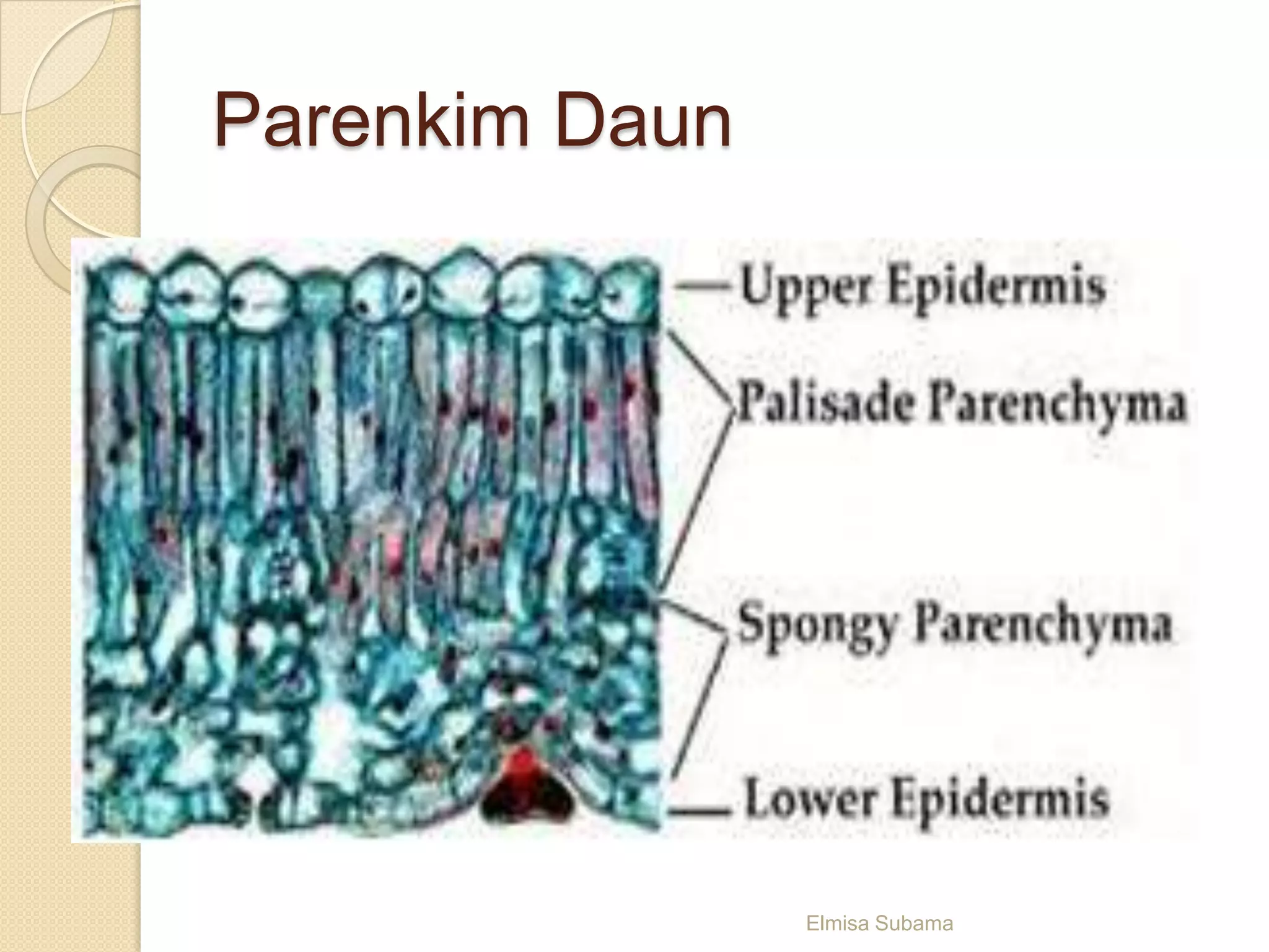 Ppt jaringan parenkim copy | PPTX
