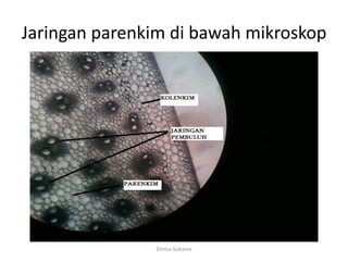 Ppt jaringan parenkim copy | PPTX