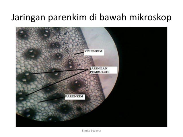 Ppt jaringan parenkim copy