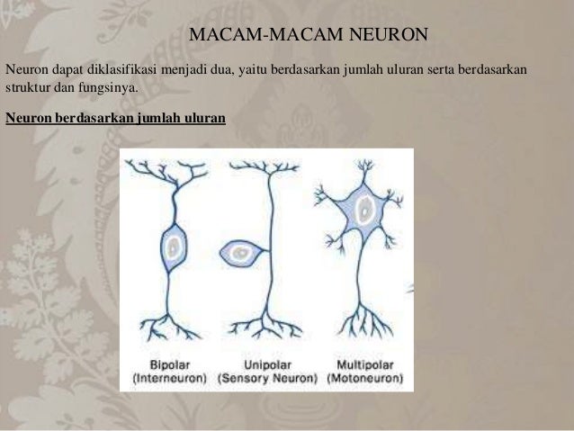 Ppt jaringan saraf dan darah