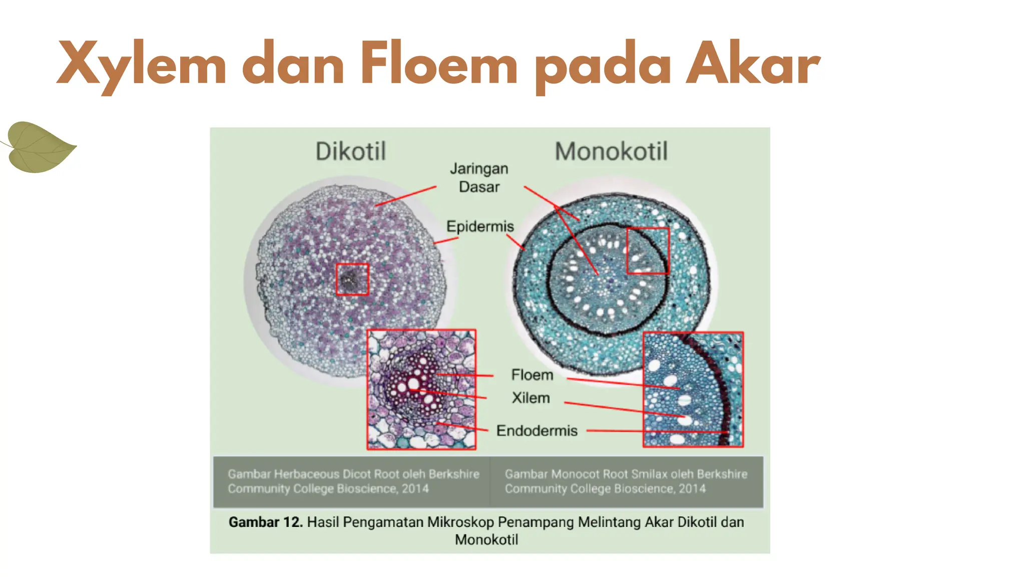 PPT JARINGAN TUMBUHAN DGN KINERJA BAIK.pdf