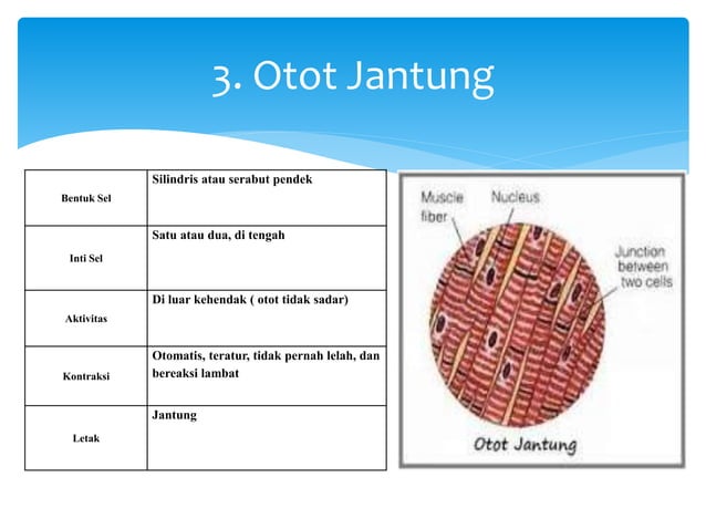 PPT JAR OTOT.pptx