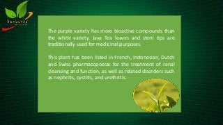 HOW JAVA TEA IS POTENTIAL TREATMENT FOR KIDNEY STONES? | PPT