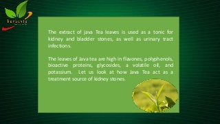 HOW JAVA TEA IS POTENTIAL TREATMENT FOR KIDNEY STONES? | PPT | Free ...