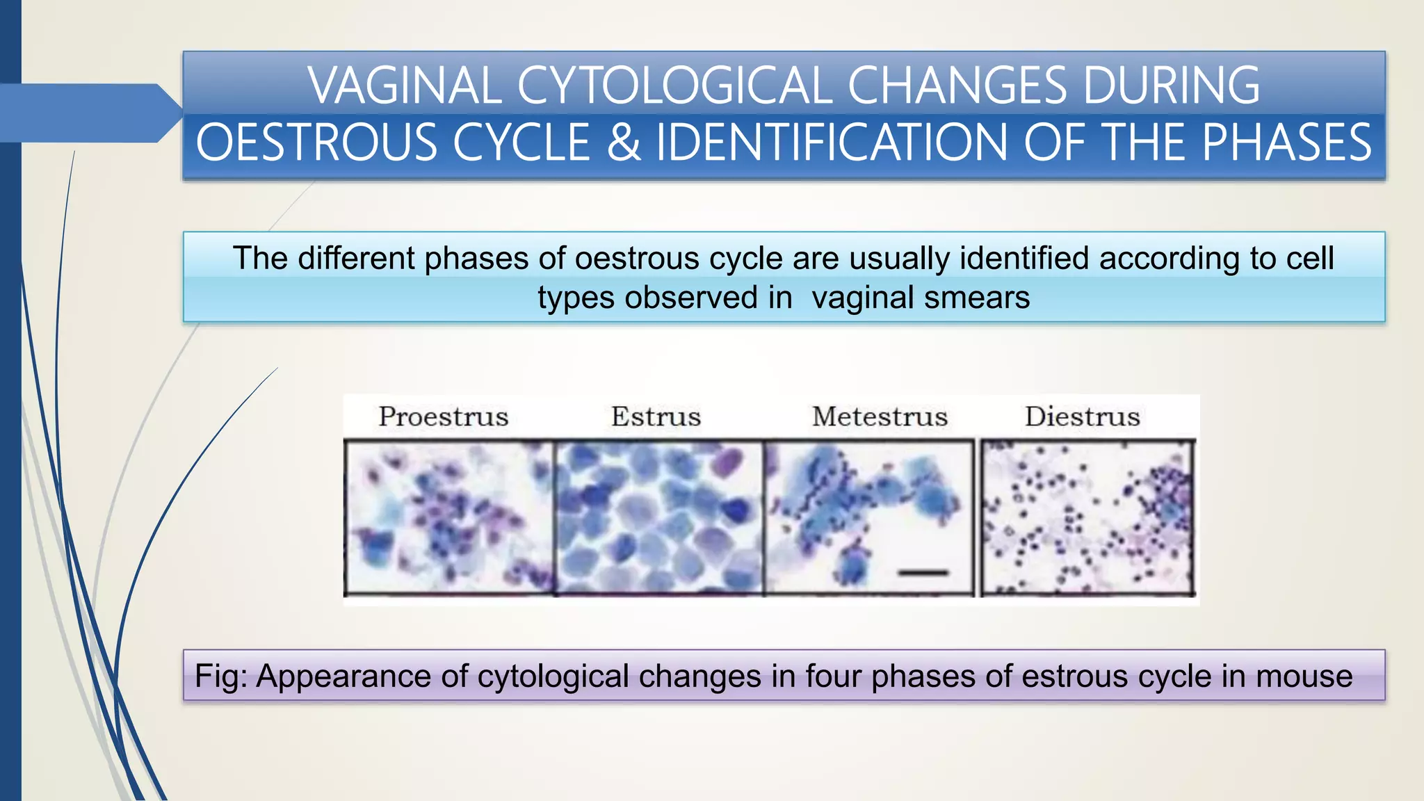 Estrous Cycle and Its Hormonal Regulation | PPTX