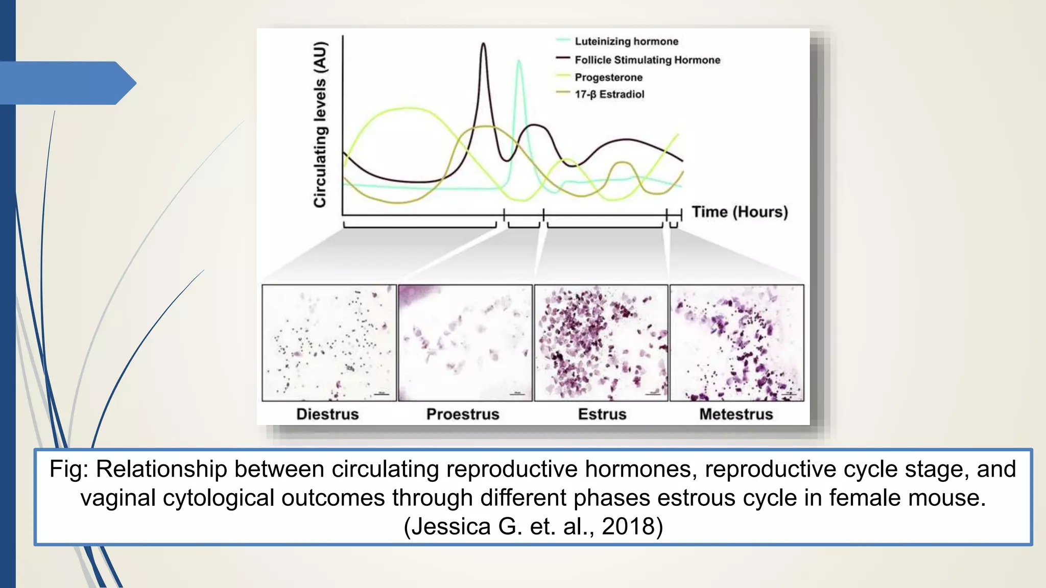 Estrous Cycle and Its Hormonal Regulation | PPTX