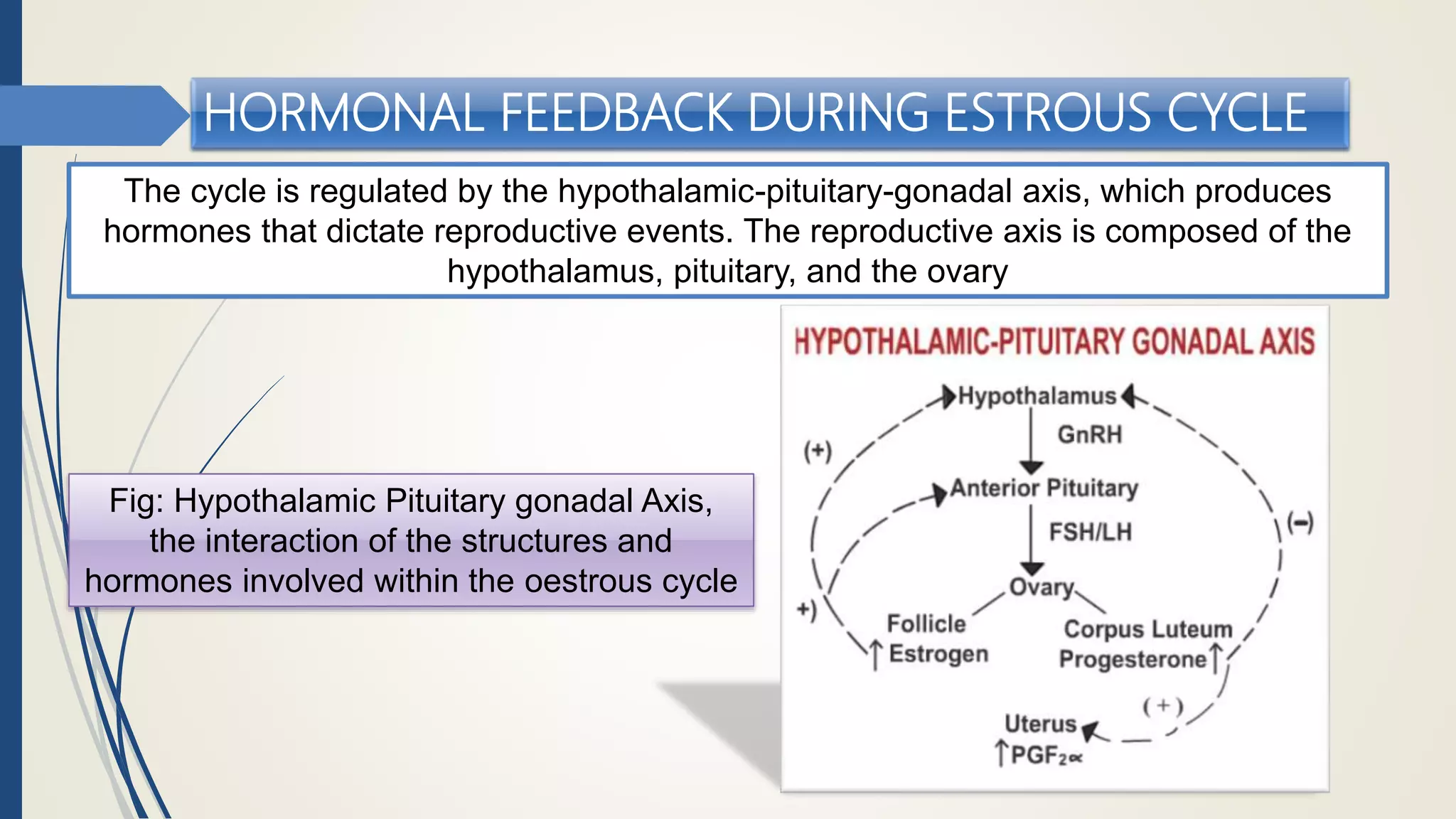 Estrous Cycle and Its Hormonal Regulation | PPTX