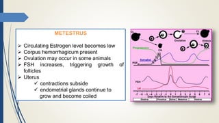 Estrous Cycle and Its Hormonal Regulation | PPTX