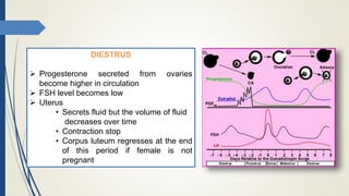 Estrous Cycle and Its Hormonal Regulation | PPTX