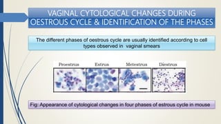 Estrous Cycle and Its Hormonal Regulation | PPTX