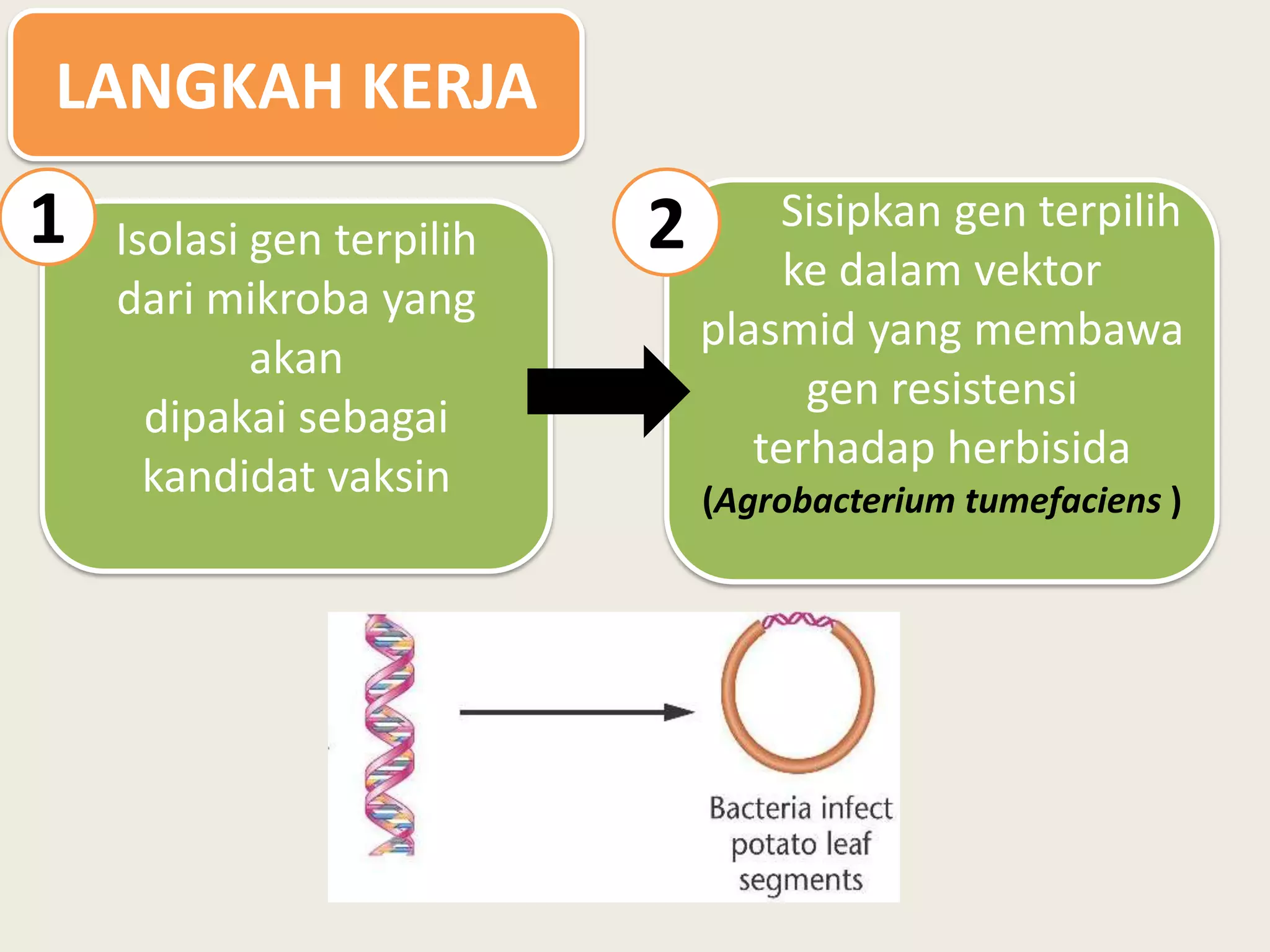 Penggunaan Tanaman Transgenik sebagai Bioreaktor dalam pembuatan ...