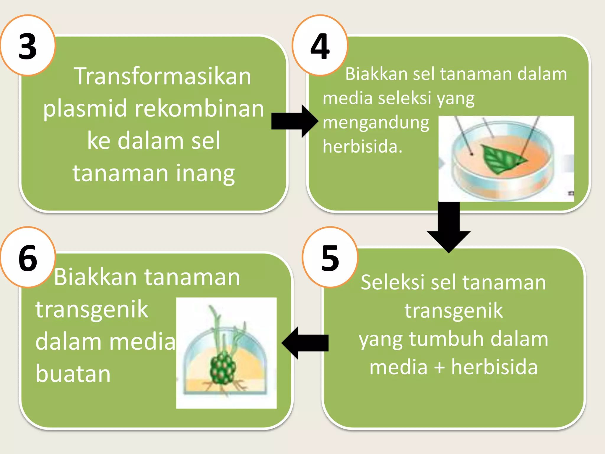 Penggunaan Tanaman Transgenik sebagai Bioreaktor dalam pembuatan ...
