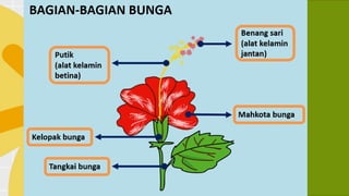 PPT tumbuhan bagi SD Kelas 4 Kurikulum Merdeka | PPTX