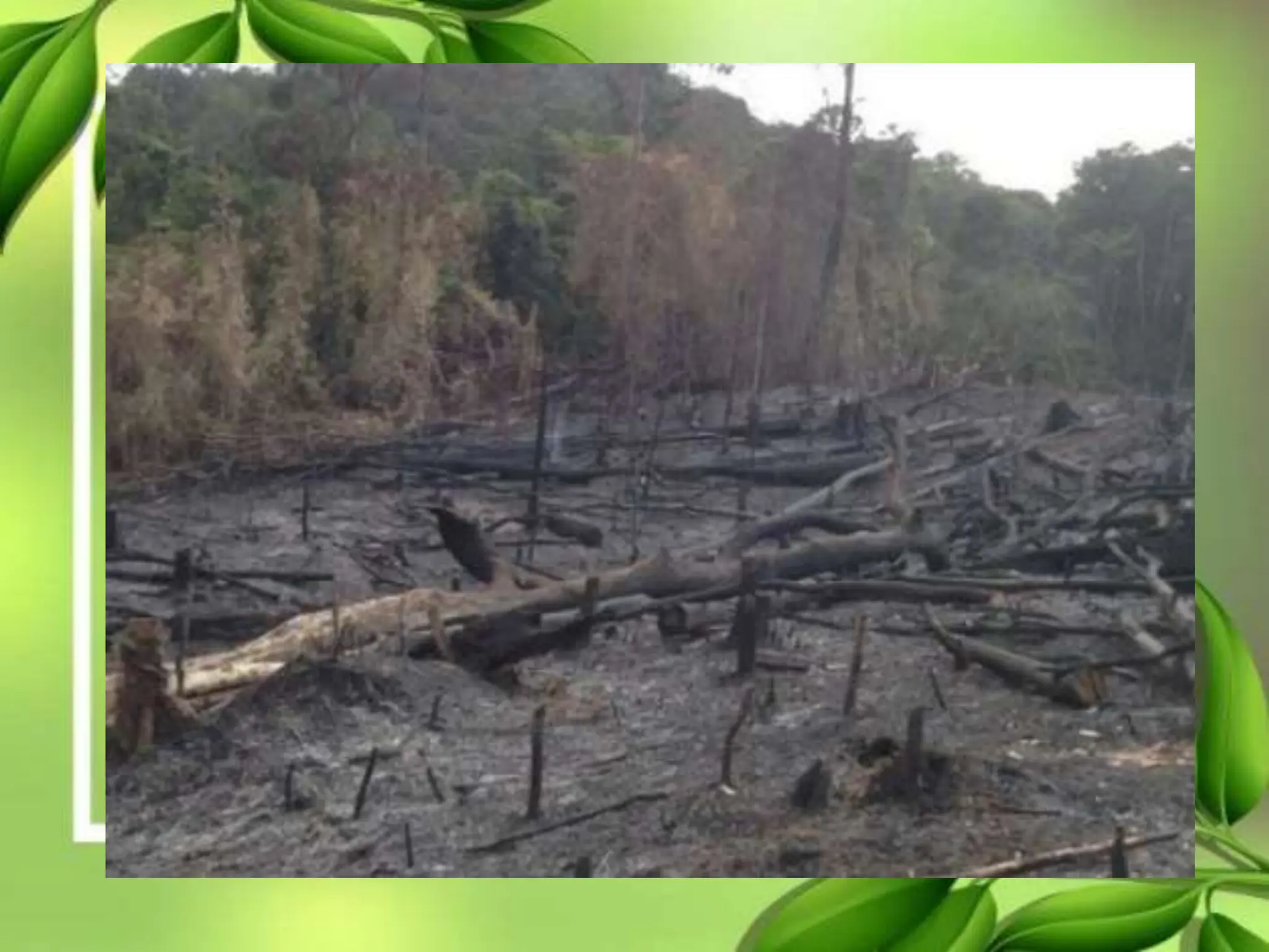 Mga Likas na Yaman " Kagubatan at .pptx