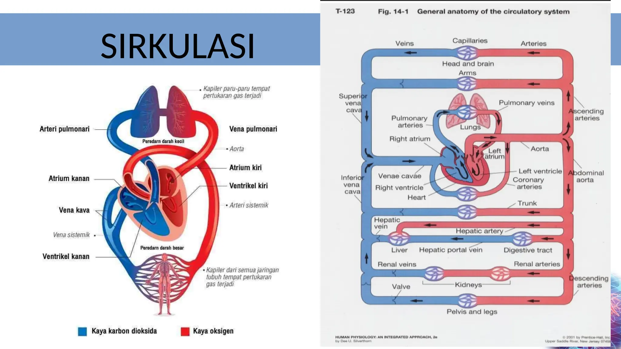 Anatomi dan Fisiologi Sistem Kardiovaskular.pptx
