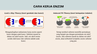 PPT Katabolisme/metabolisme biologi kelas 12.pptx
