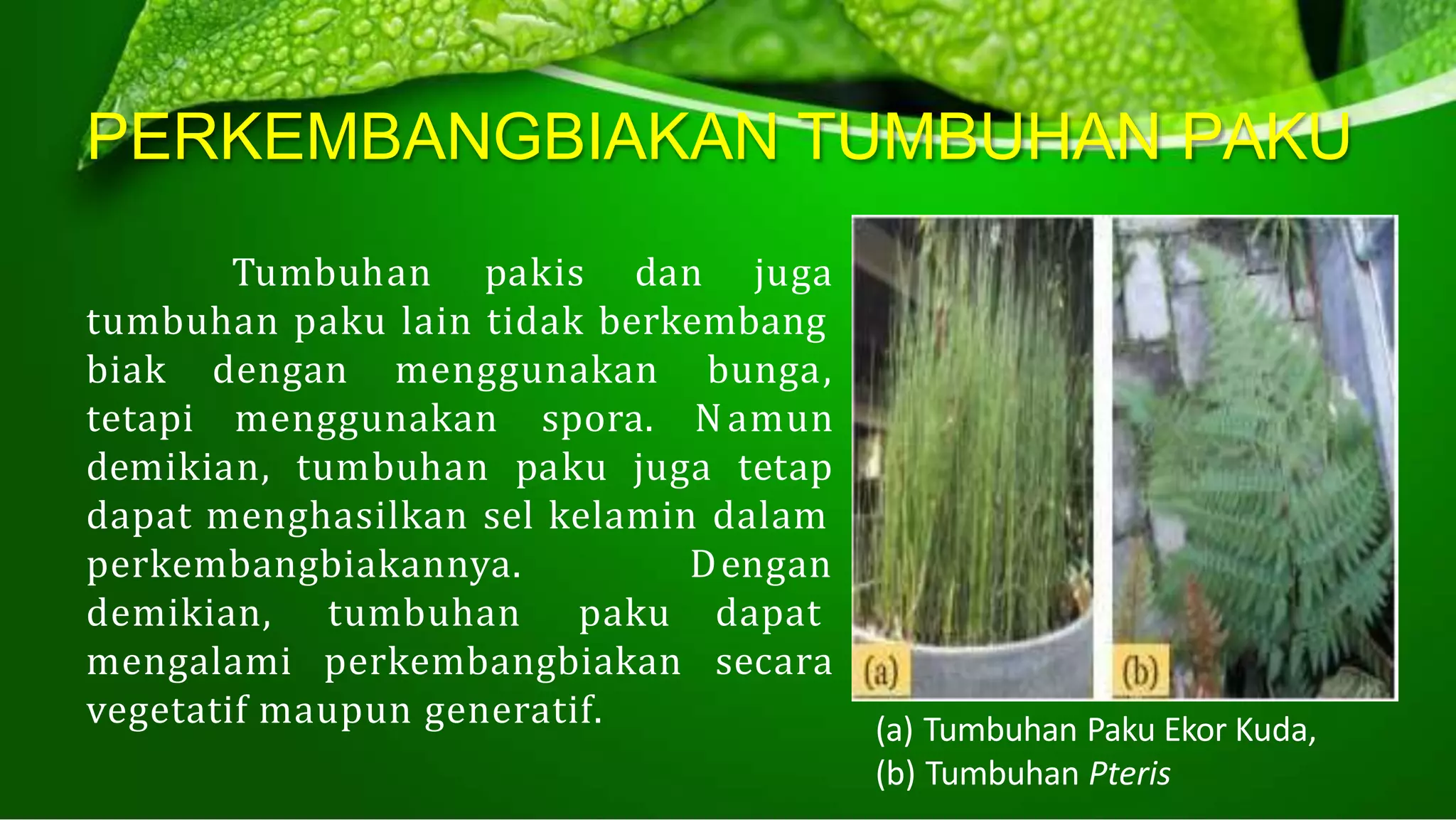 PPT KD 3.2; SISTEM PERKEMBANGBIAKAN TUMBUHAN & HEWAN.pptx