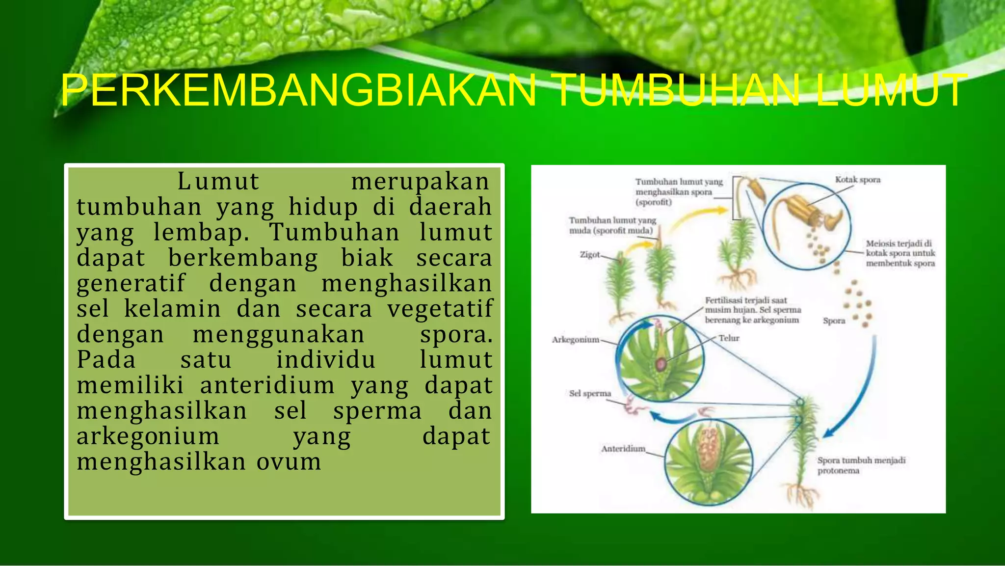PPT KD 3.2; SISTEM PERKEMBANGBIAKAN TUMBUHAN & HEWAN.pptx