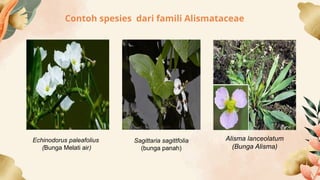 PPT KEANEKARAGAMAN HAYATI FLORA DAN FAUNA DI INDONESIA | PPTX