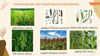 PPT KEANEKARAGAMAN HAYATI FLORA DAN FAUNA DI INDONESIA | PPTX
