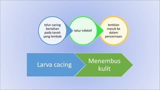 PPT KECACINGAN.pptx