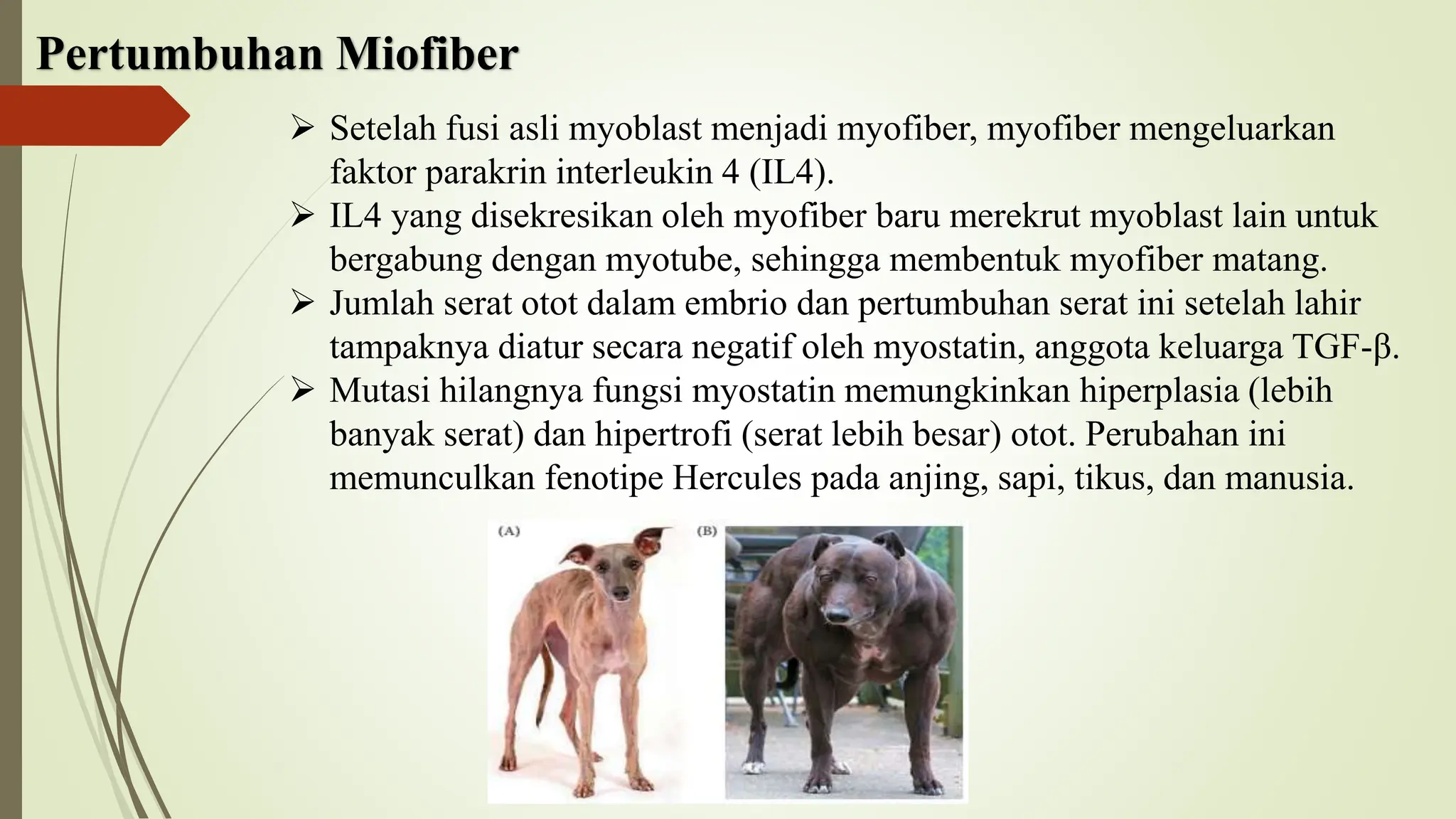 PPT KEL. 2 Perkembangan Sistem Otot dan Rangka (Muscular dan skeletal ...
