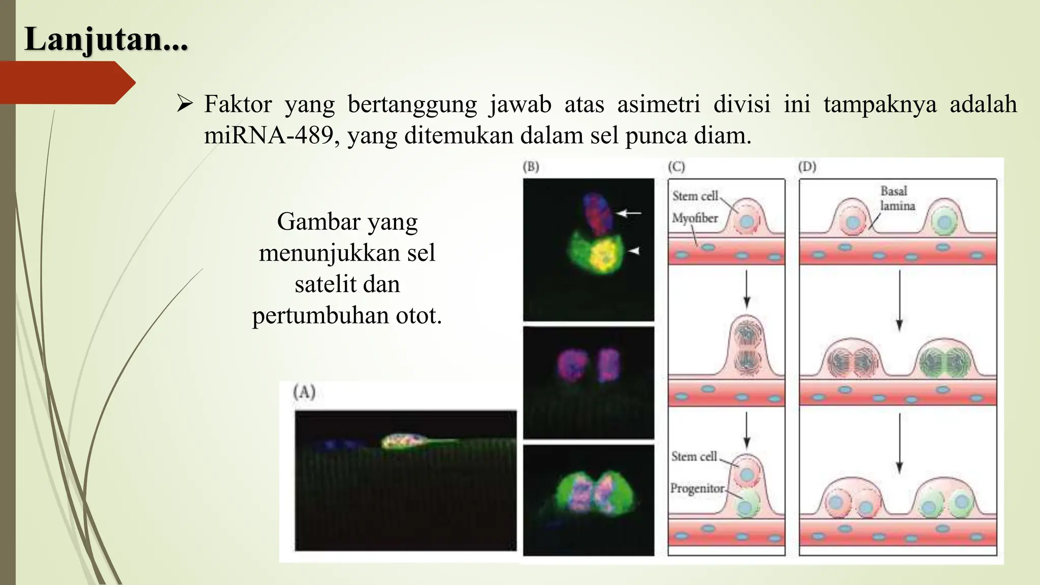 PPT KEL. 2 Perkembangan Sistem Otot dan Rangka (Muscular dan skeletal ...