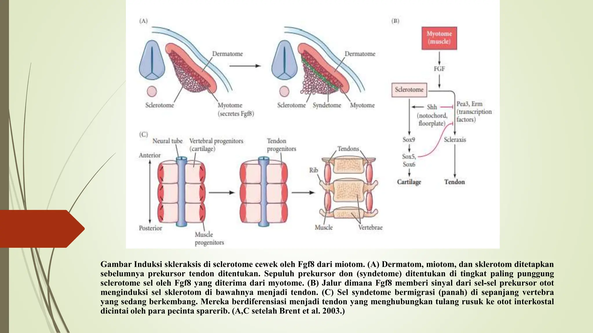 PPT KEL. 2 Perkembangan Sistem Otot dan Rangka (Muscular dan skeletal ...