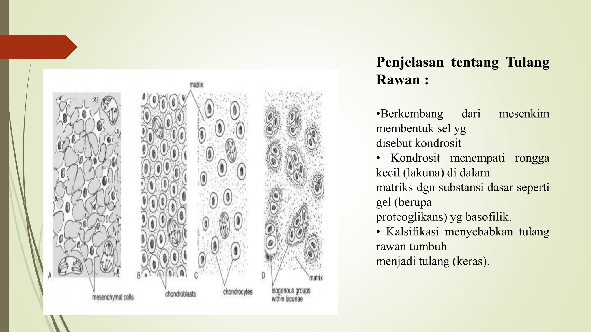 PPT KEL. 2 Perkembangan Sistem Otot dan Rangka (Muscular dan skeletal ...