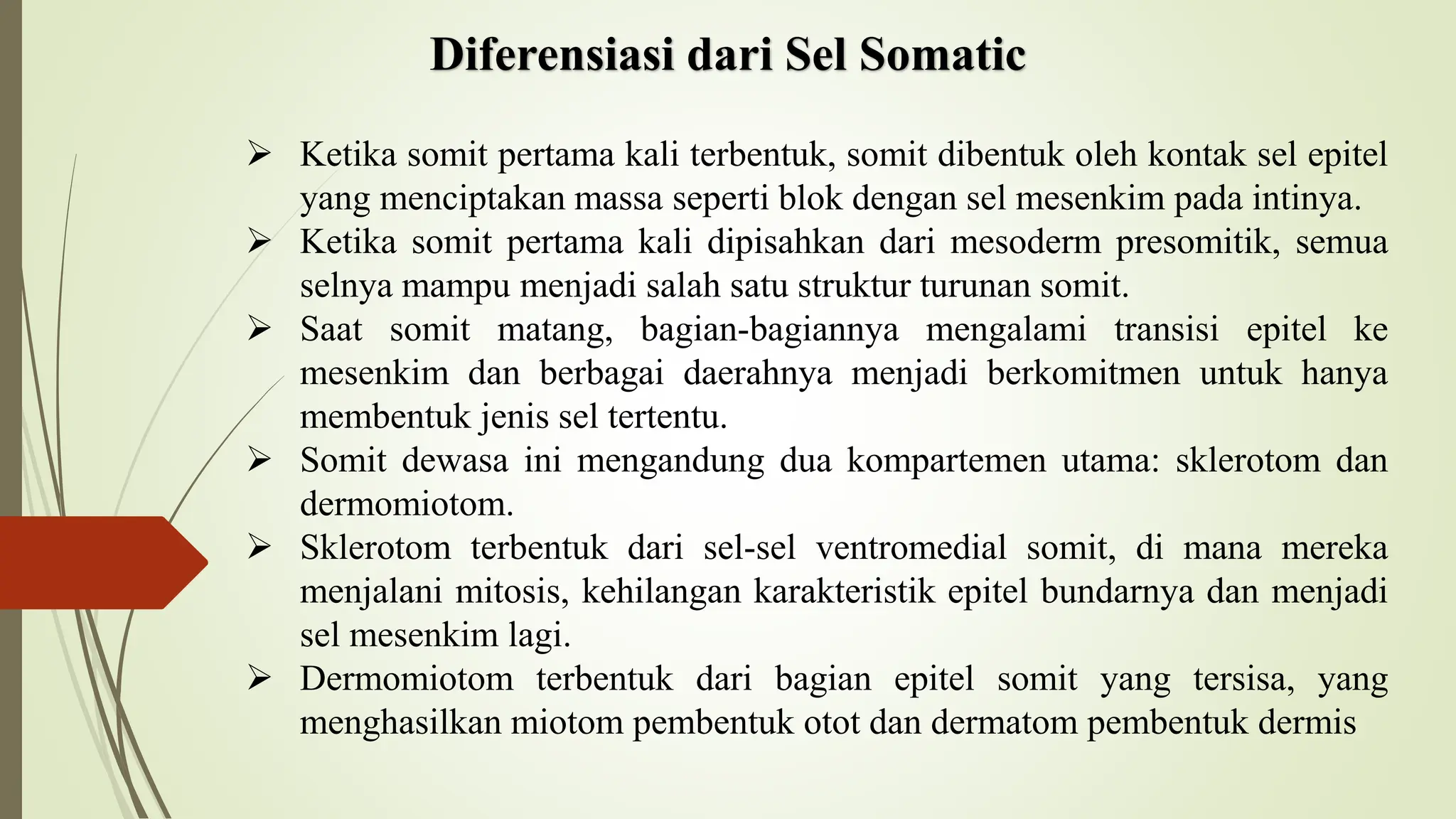PPT KEL. 2 Perkembangan Sistem Otot dan Rangka (Muscular dan skeletal ...