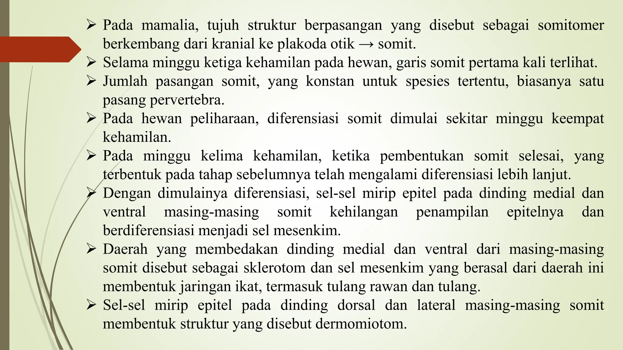 PPT KEL. 2 Perkembangan Sistem Otot dan Rangka (Muscular dan skeletal ...