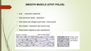 PPT KEL. 2 Perkembangan Sistem Otot dan Rangka (Muscular dan skeletal ...