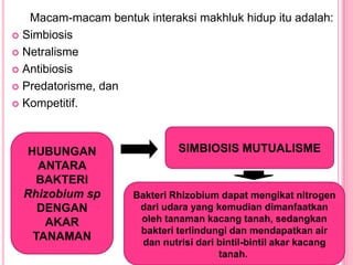 Ppinteraksi tumbuhan dengan mikroba (bakteri) | PPTX
