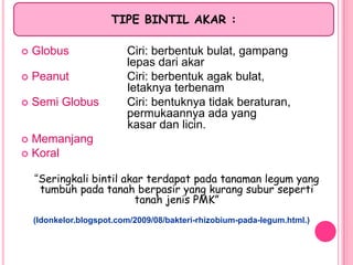 Ppinteraksi tumbuhan dengan mikroba (bakteri) | PPTX