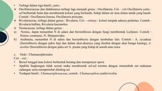 PPT (schizophyta).pptx