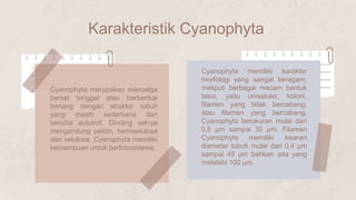 PPT CYANOPHYTA.pptx