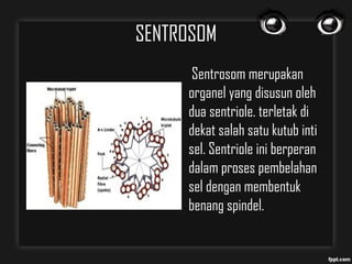PPT ORGANEL SEL | PPT