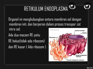 PPT ORGANEL SEL | PPT