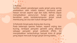 ppt fisiologi hewan kelompok 6 pada sistem ekskresi hewan | PPTX